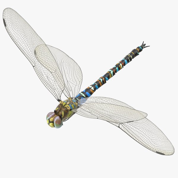 3d model dragonfly pose 02