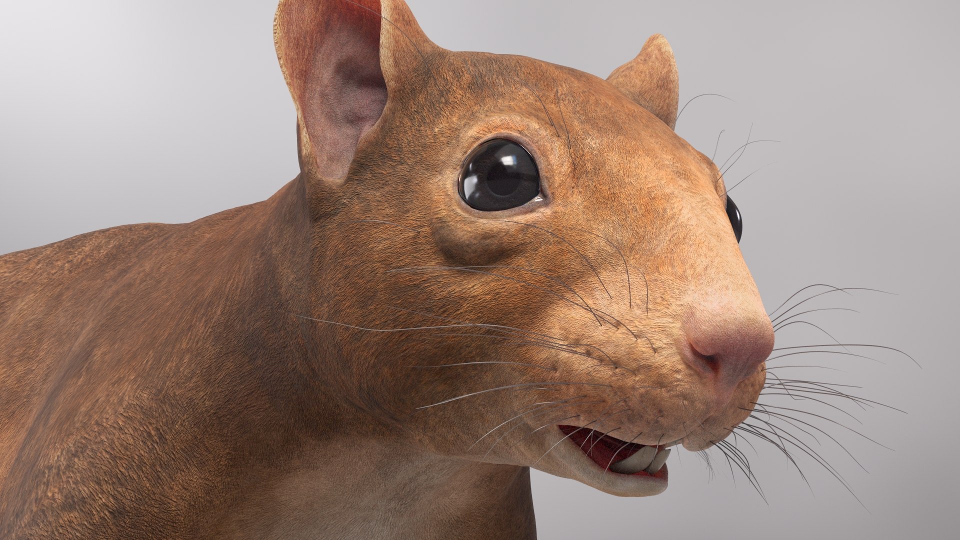 3D squirrel fur hair - TurboSquid 1673330