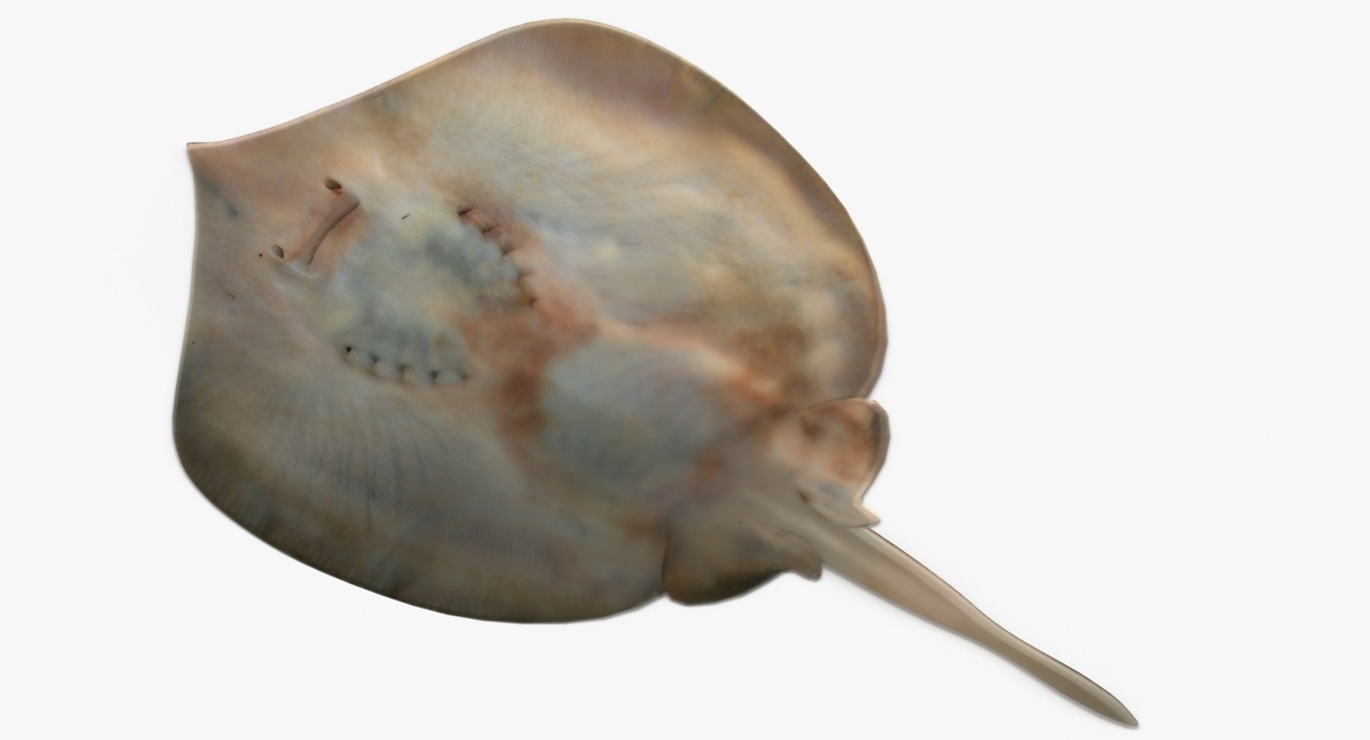 Max Stingray Sting
