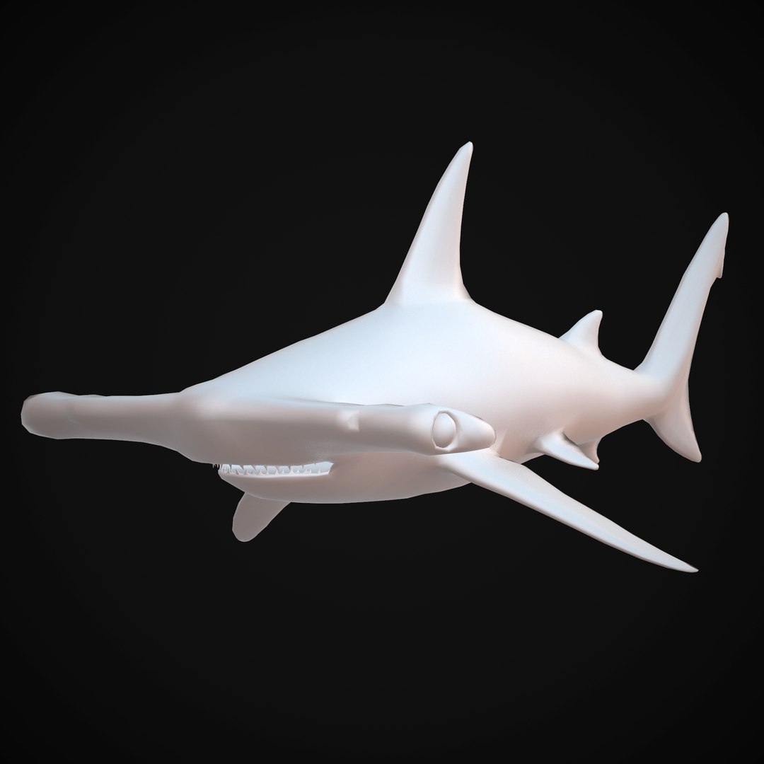 Hammerhead shark 3D model - TurboSquid 1167405