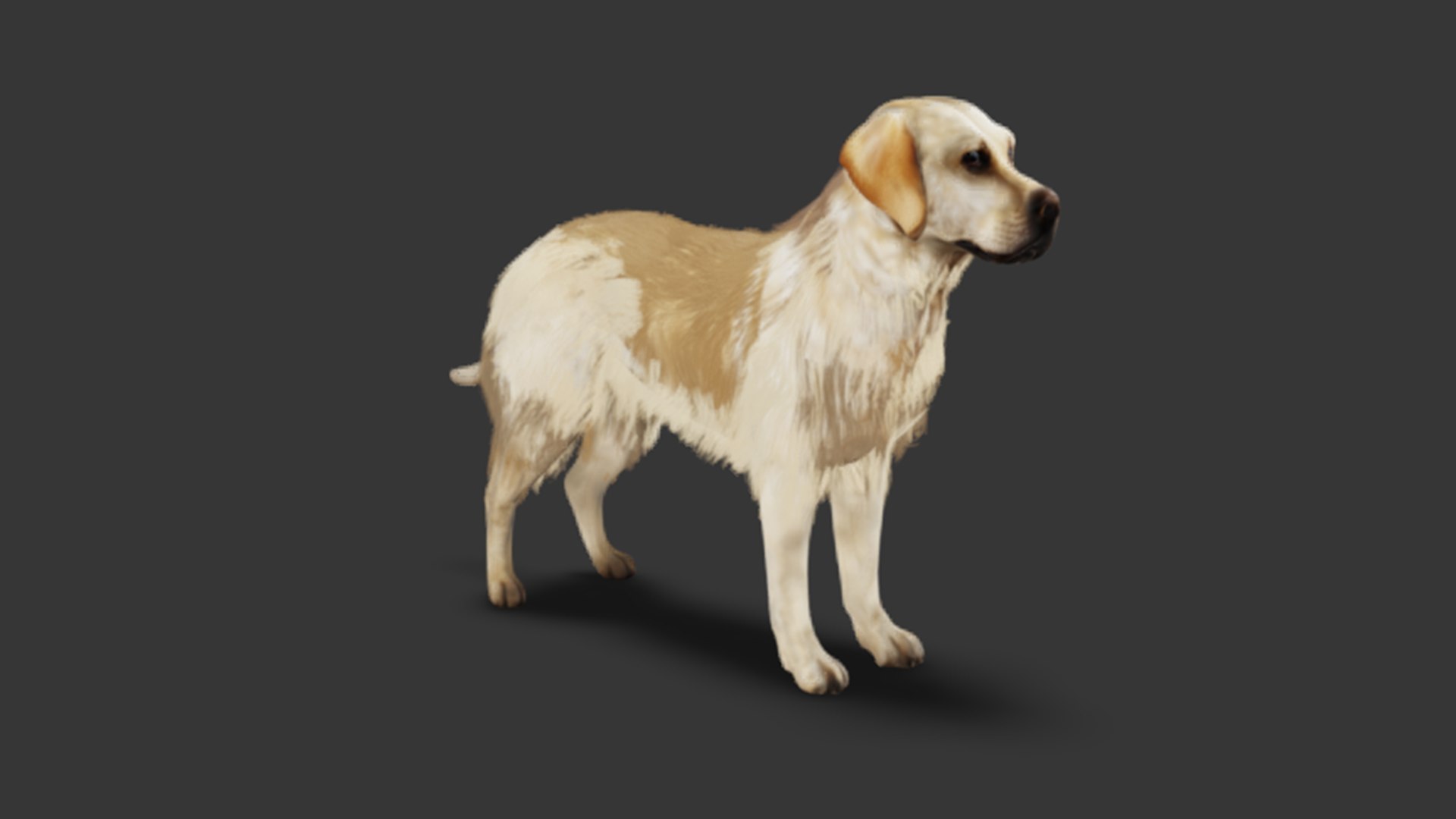 3D Realistic 3D Animated Dog Model - TurboSquid 2473109