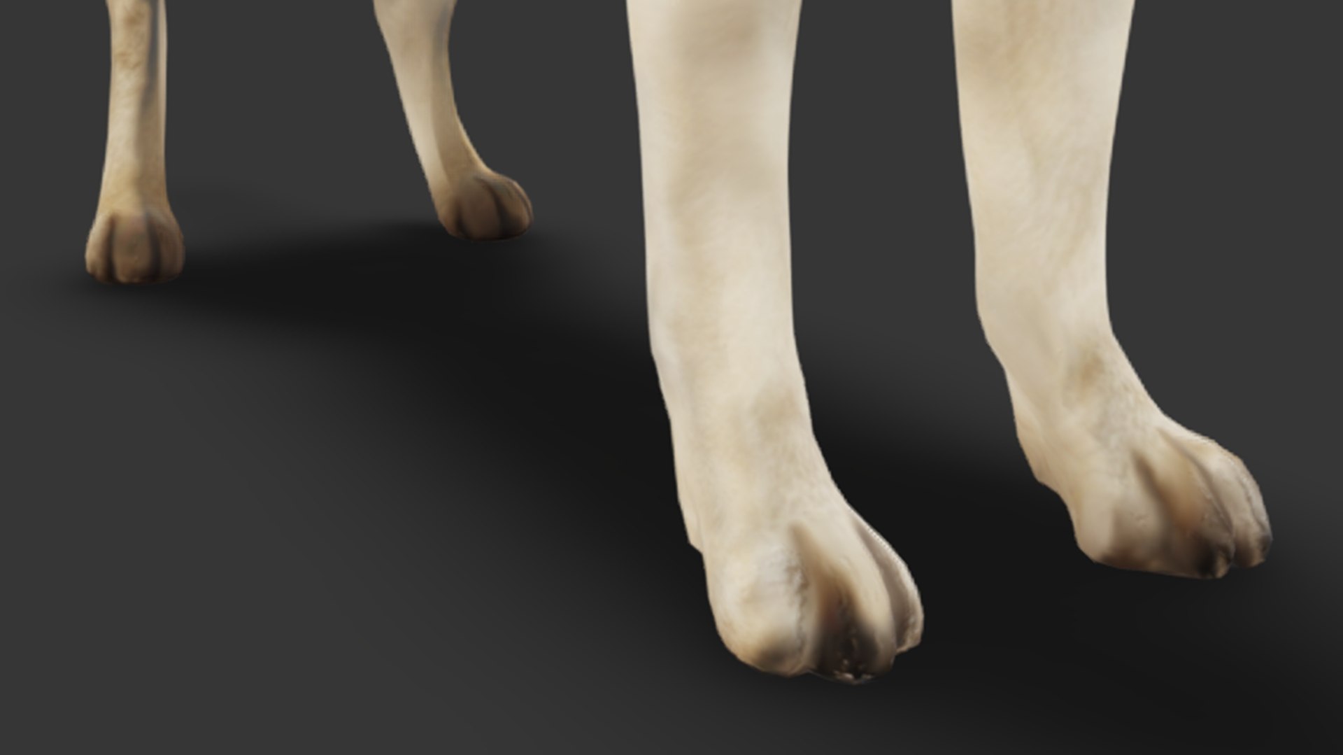 3D Realistic 3D Animated Dog Model - TurboSquid 2473109