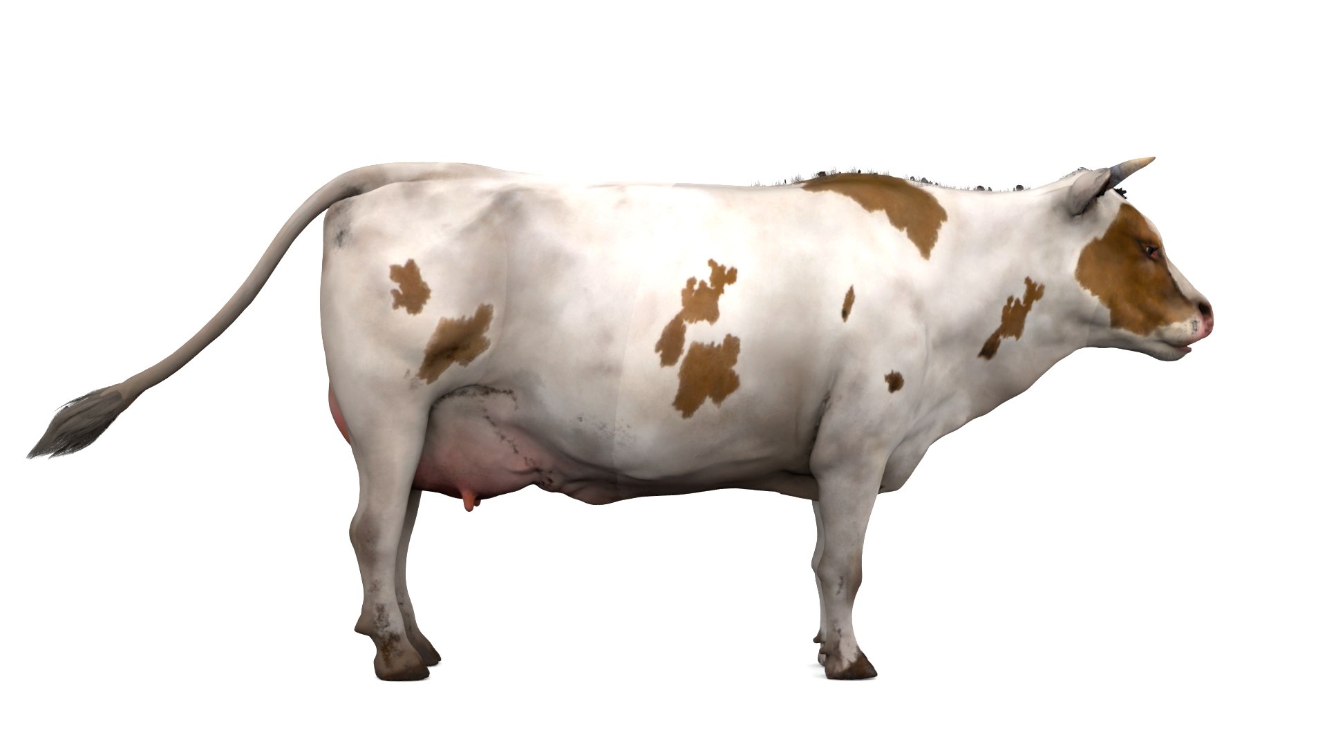 3D Cow Animated Model - TurboSquid 2117793