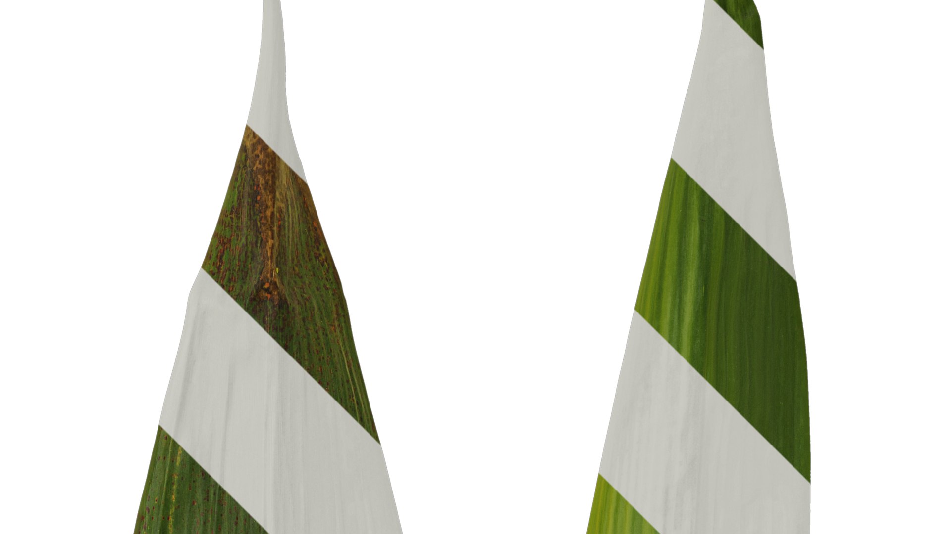 3D Anydrafts Sasa Pygmaea Leaf 03 Textures Model - TurboSquid 2345484