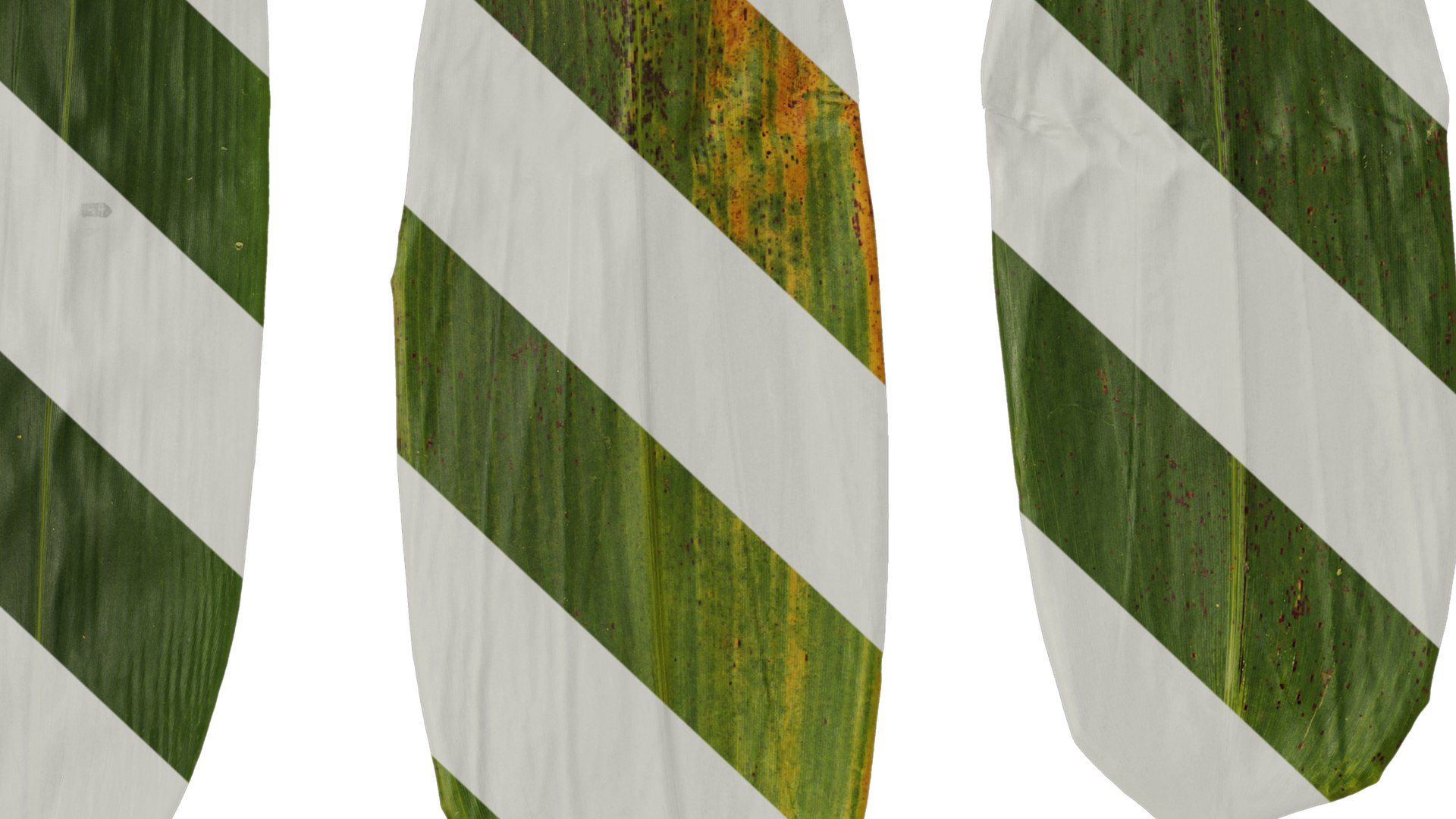 3D Anydrafts Sasa Pygmaea Leaf 03 Textures Model - TurboSquid 2345484