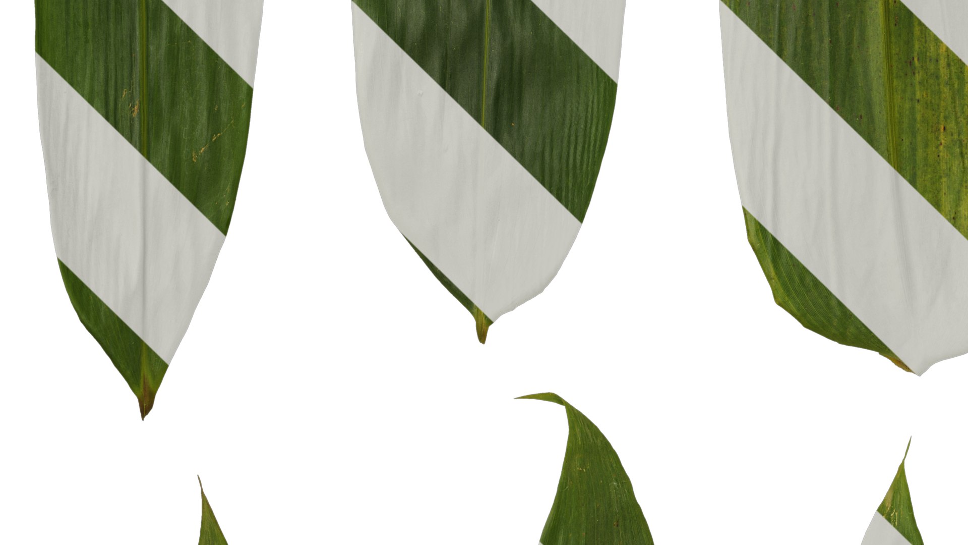 3D Anydrafts Sasa Pygmaea Leaf 03 Textures Model - TurboSquid 2345484