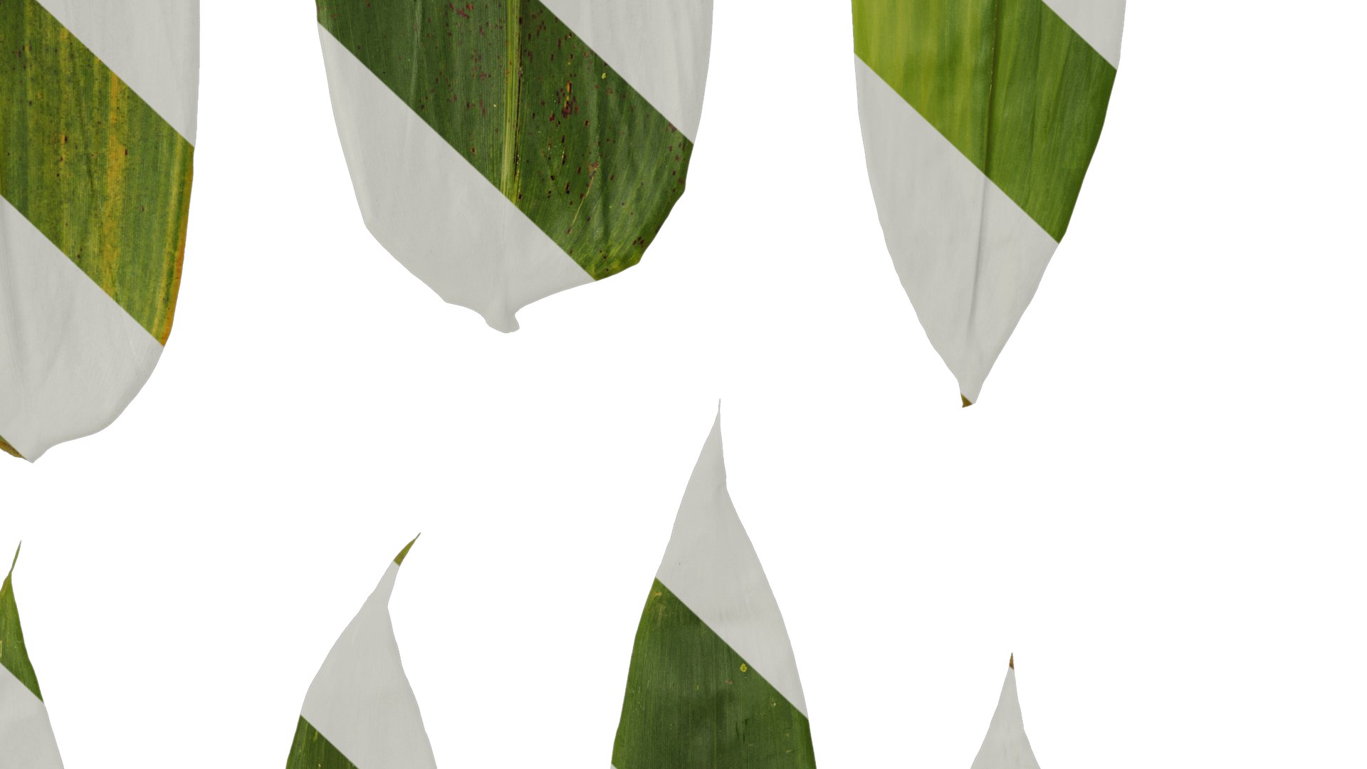 3D Anydrafts Sasa Pygmaea Leaf 03 Textures Model - TurboSquid 2345484