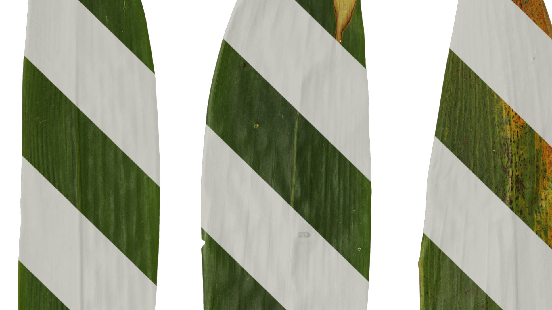 3D Anydrafts Sasa Pygmaea Leaf 03 Textures Model - TurboSquid 2345484