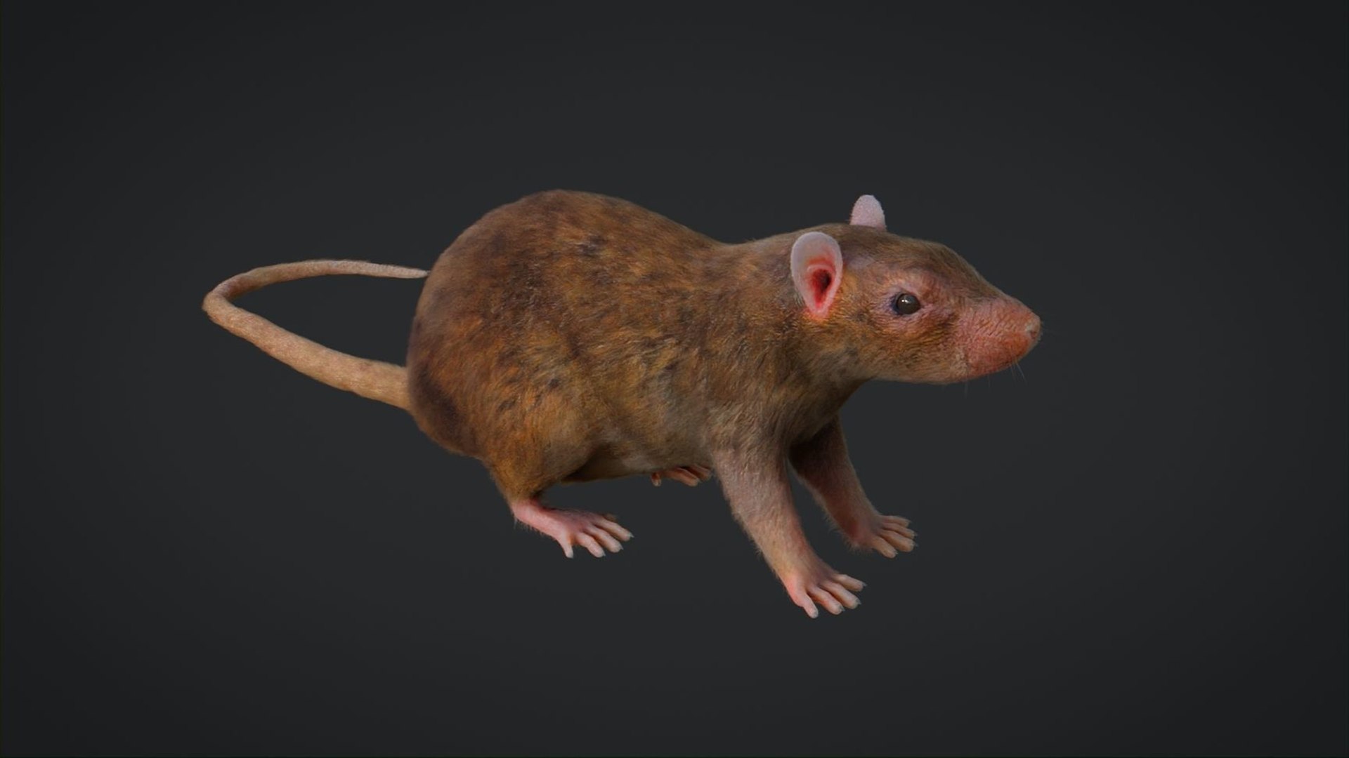 Rat Rigged 3D Model - TurboSquid 2024958