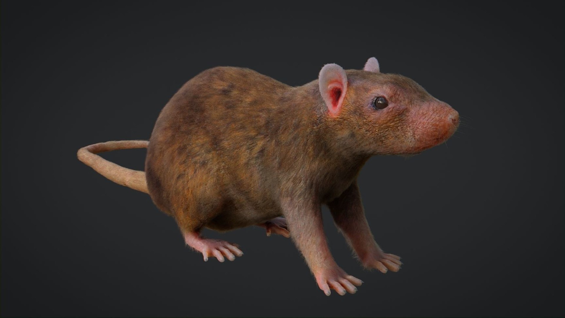 Rat Rigged 3D Model - TurboSquid 2024958