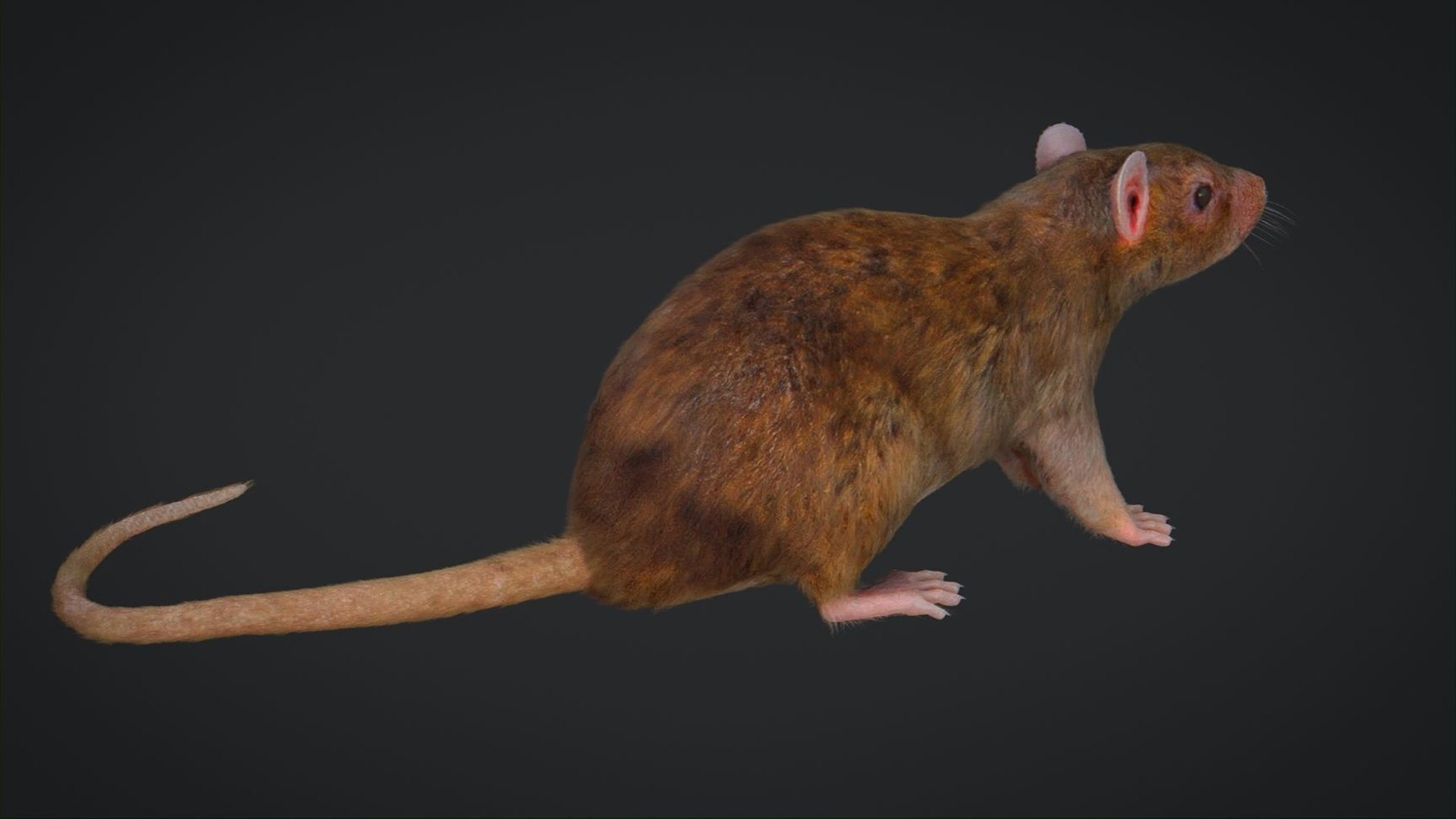 Rat Rigged 3D Model - TurboSquid 2024958