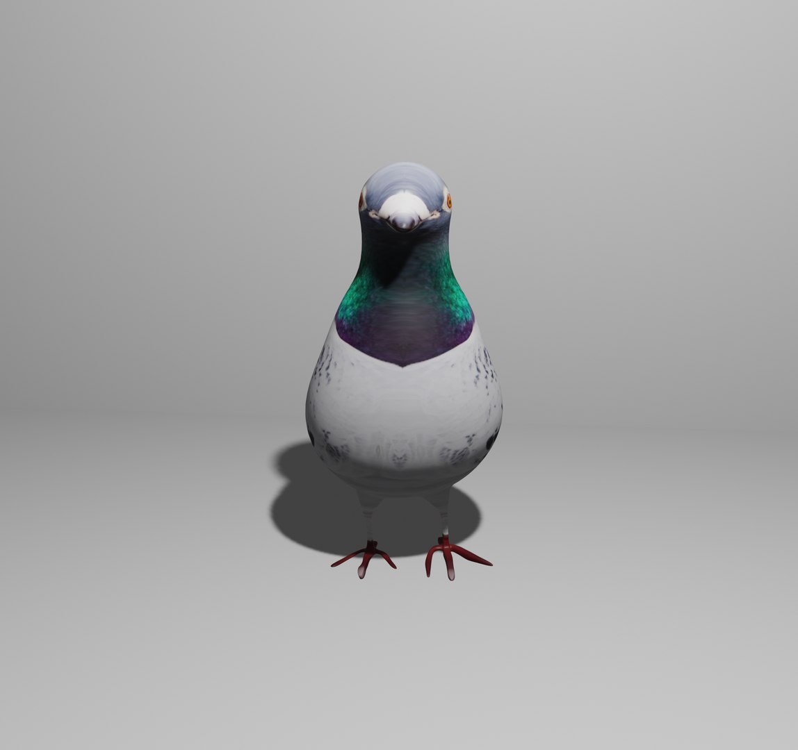 Realistic Pigeon 3D - TurboSquid 1953763