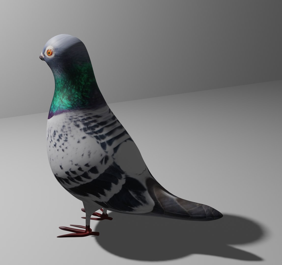 Realistic Pigeon 3D - TurboSquid 1953763