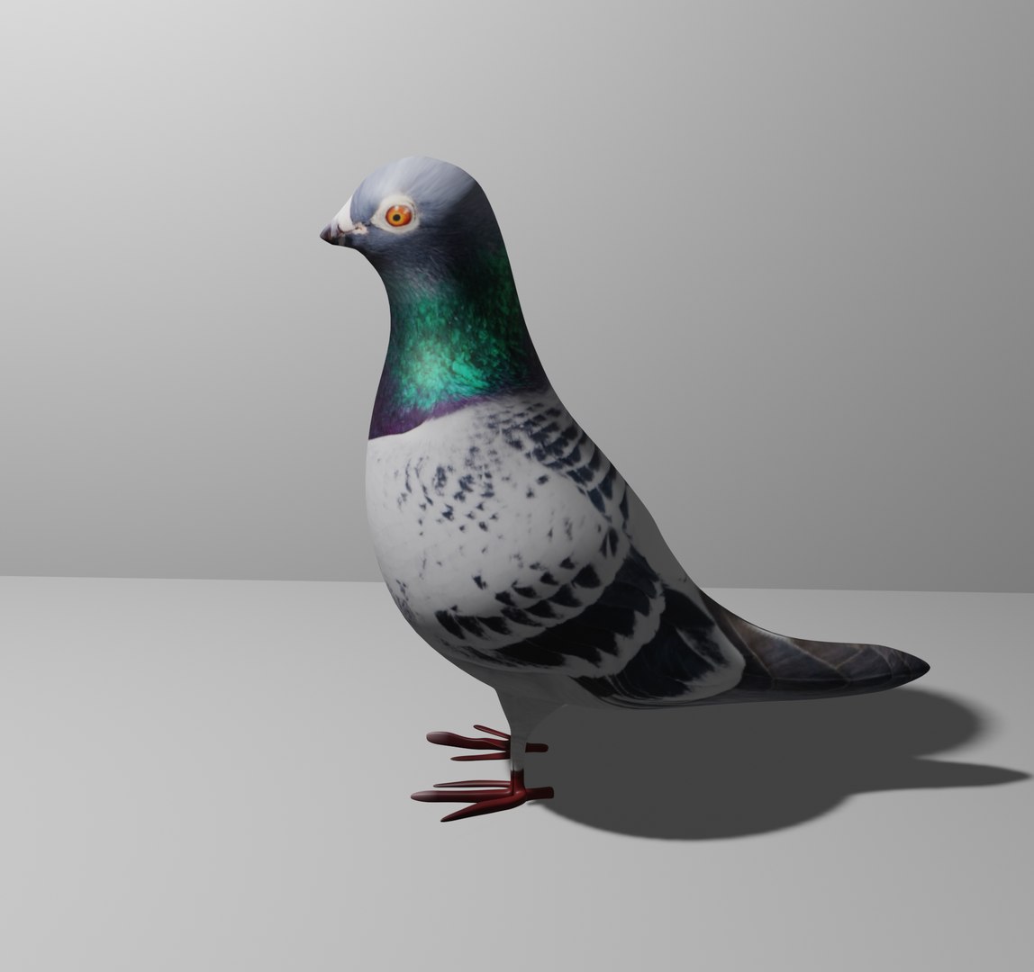 Realistic Pigeon 3D - TurboSquid 1953763
