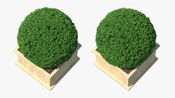 3D boxwood shrub wooden box - TurboSquid 1574819