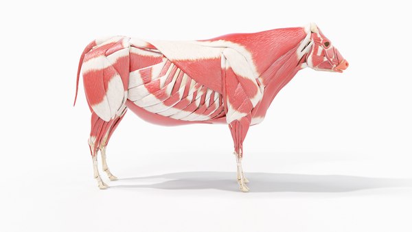 Cow Body Skeleton and Muscles Static model - TurboSquid 1893510