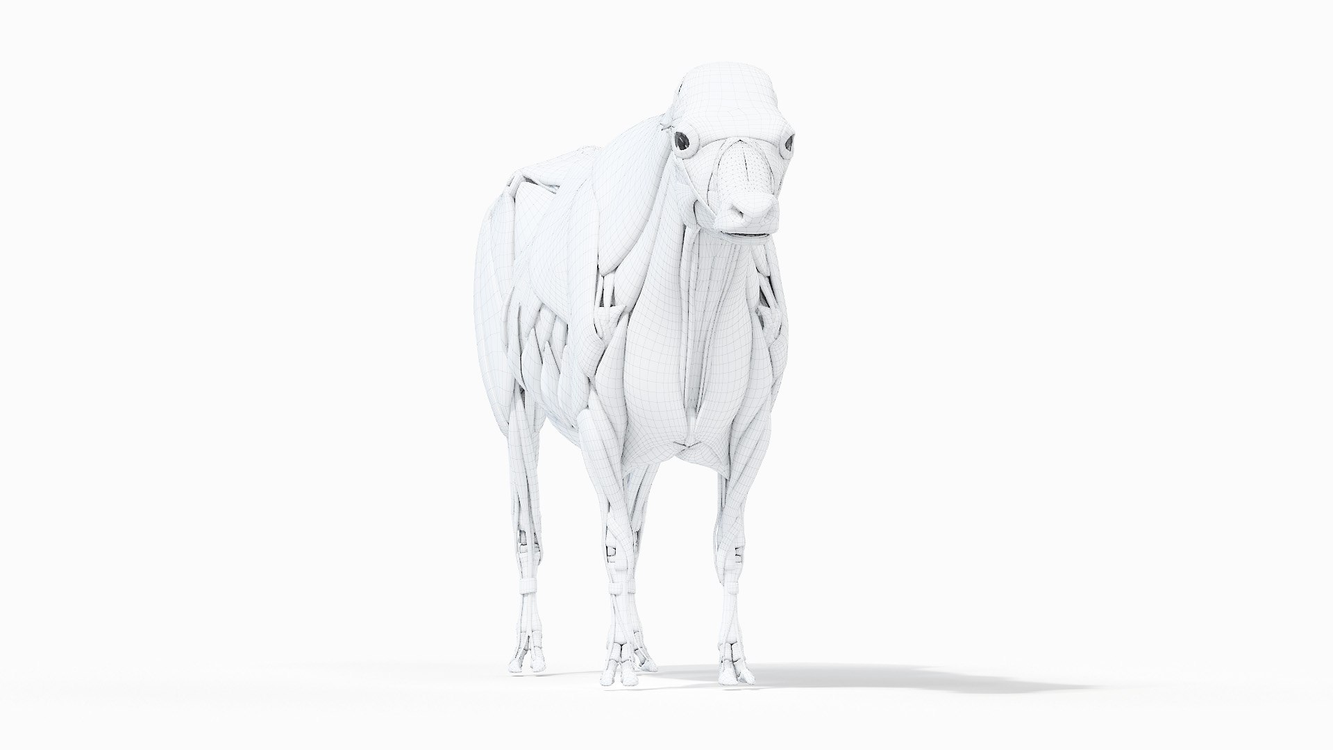 Cow Body Skeleton and Muscles Static model - TurboSquid 1893510