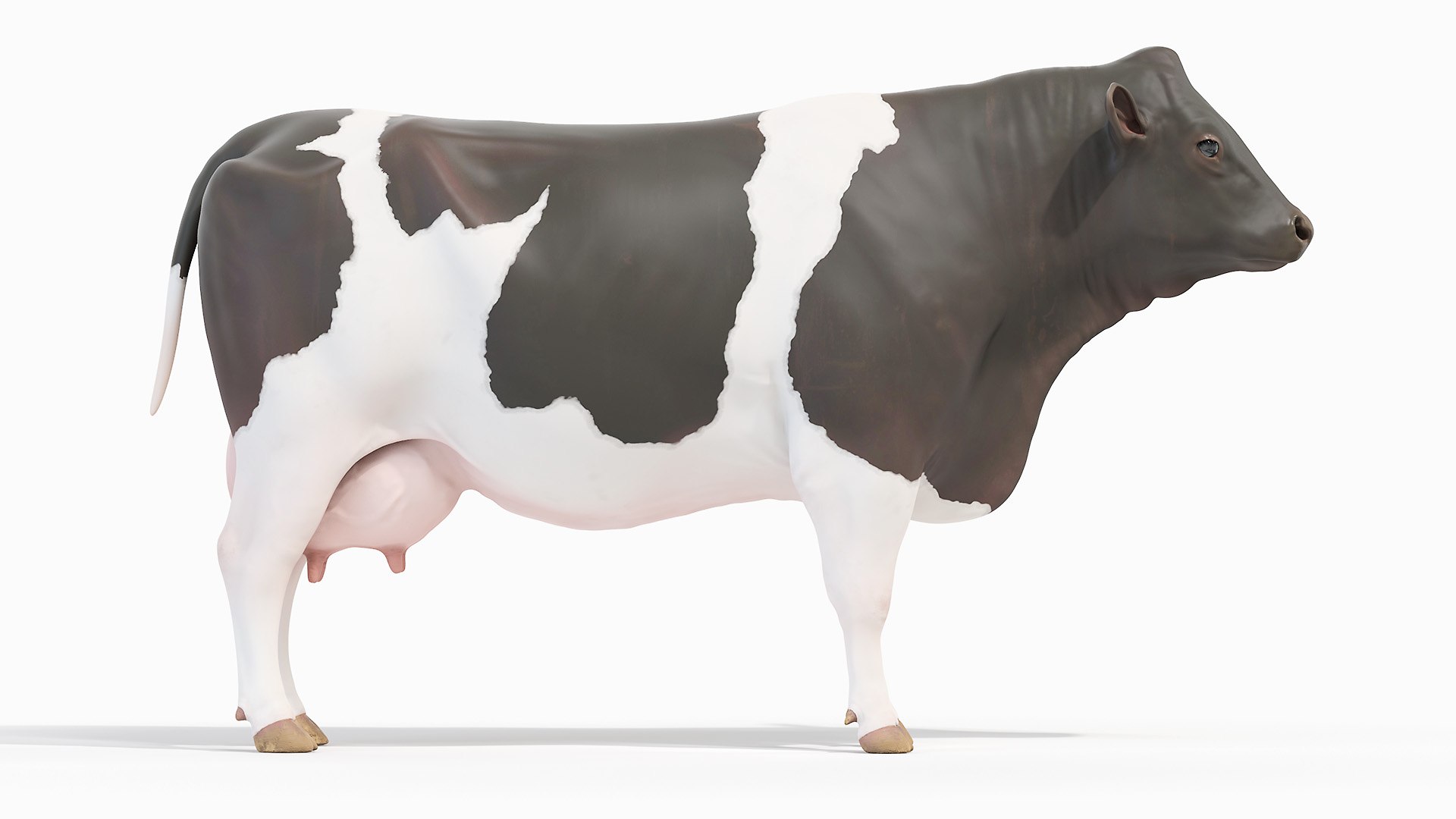 Cow Body Skeleton And Muscles Static Model - TurboSquid 1893510