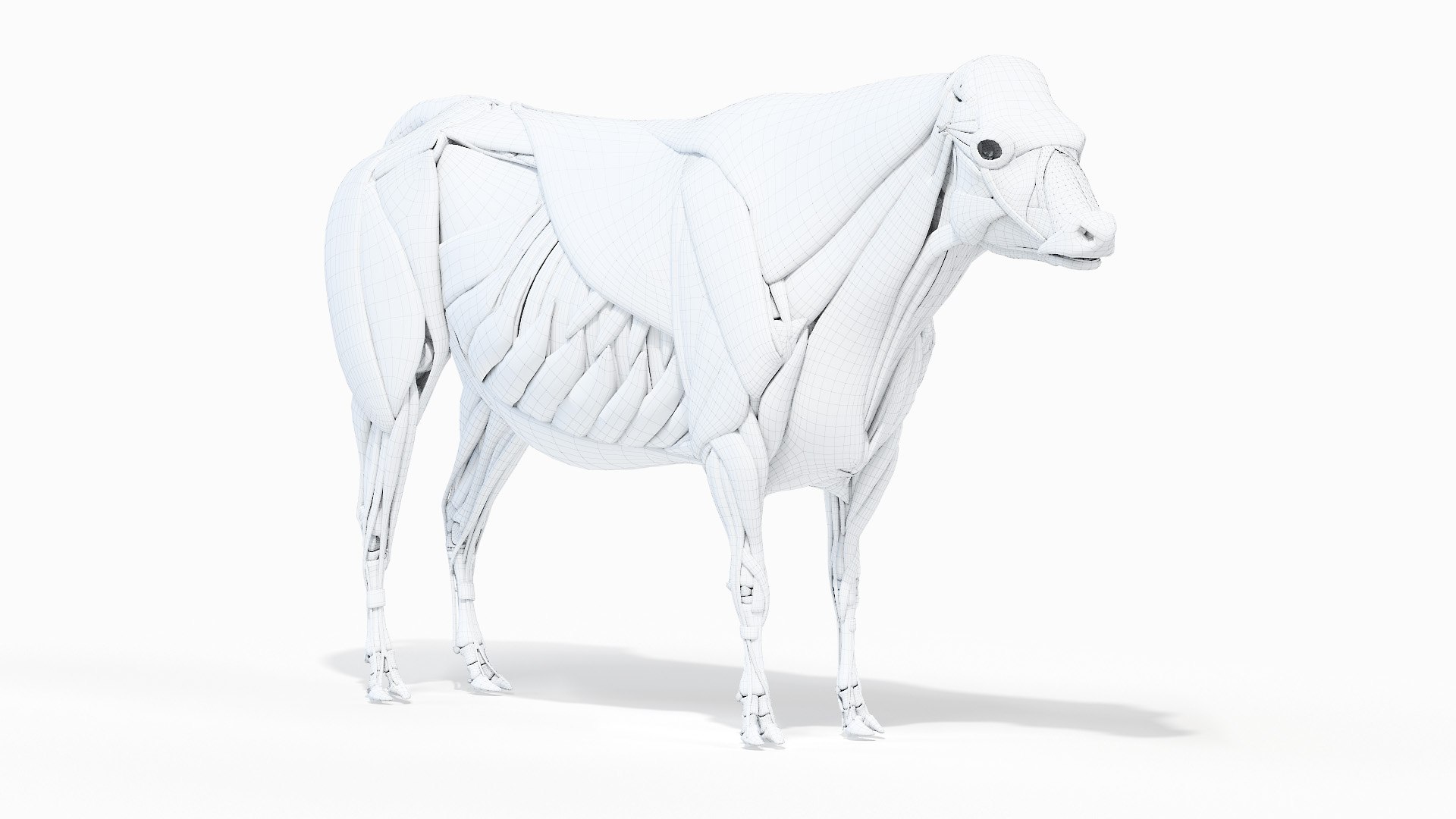 Cow Body Skeleton and Muscles Static model - TurboSquid 1893510