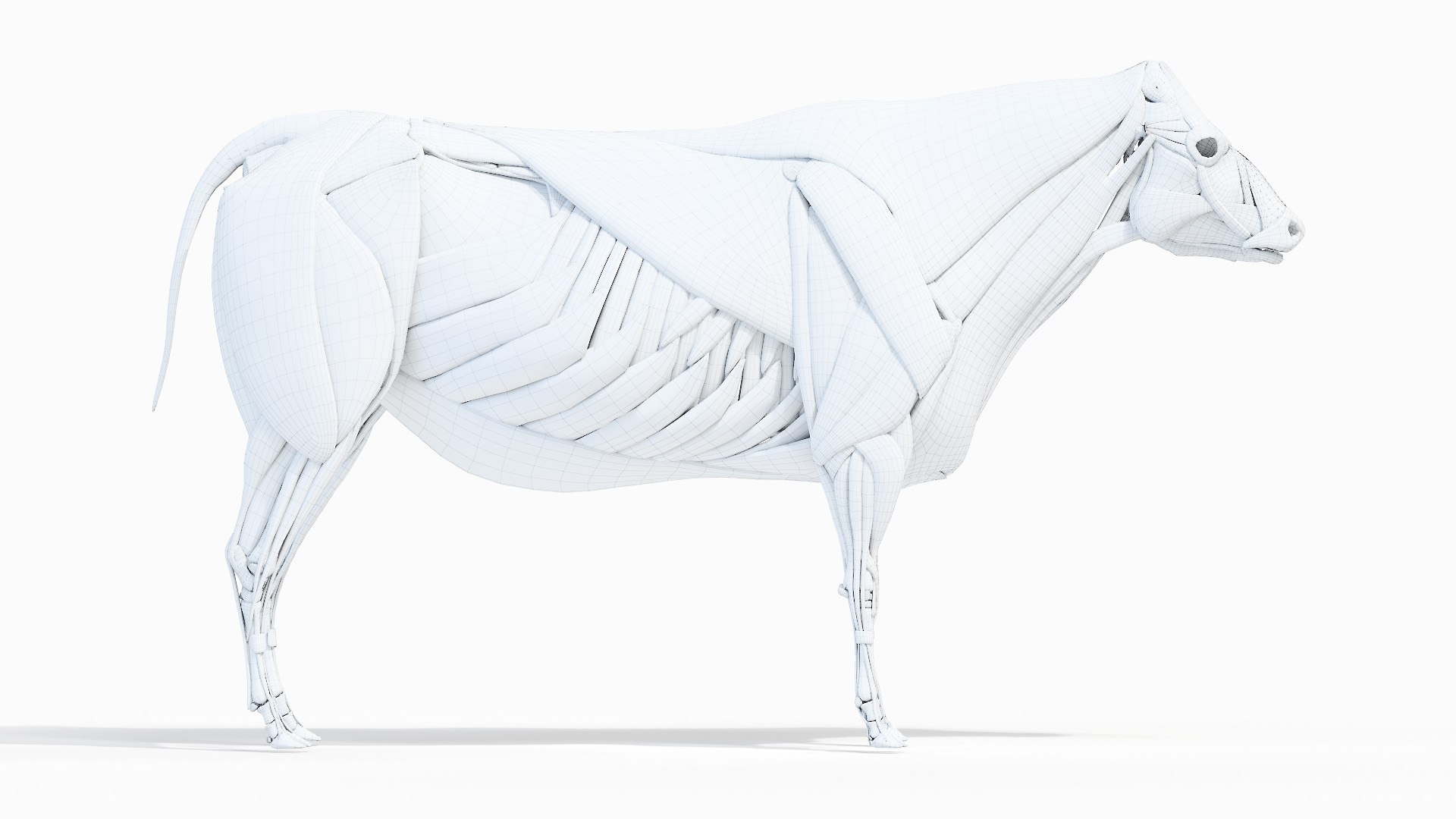 Cow Body Skeleton and Muscles Static model - TurboSquid 1893510