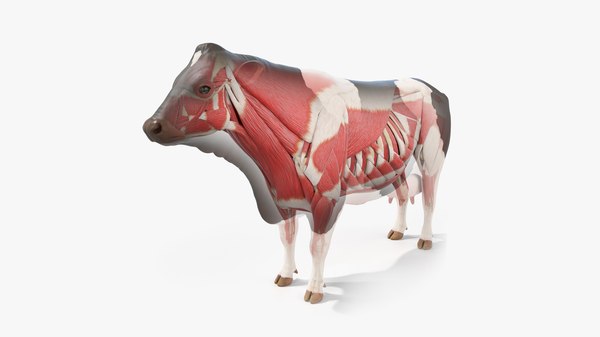 Cow Body Skeleton and Muscles Static model - TurboSquid 1893510