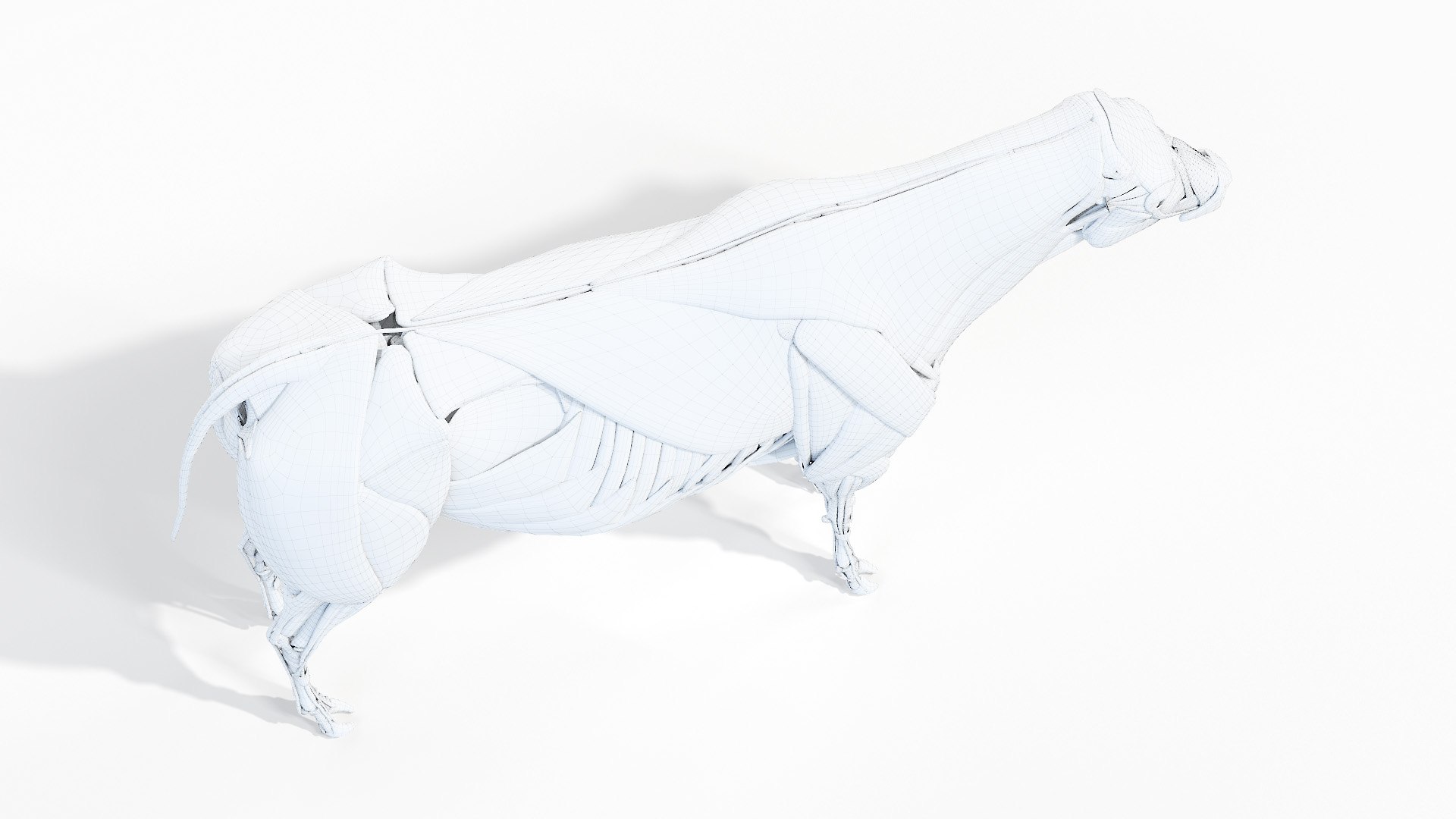 Cow Body Skeleton and Muscles Static model - TurboSquid 1893510