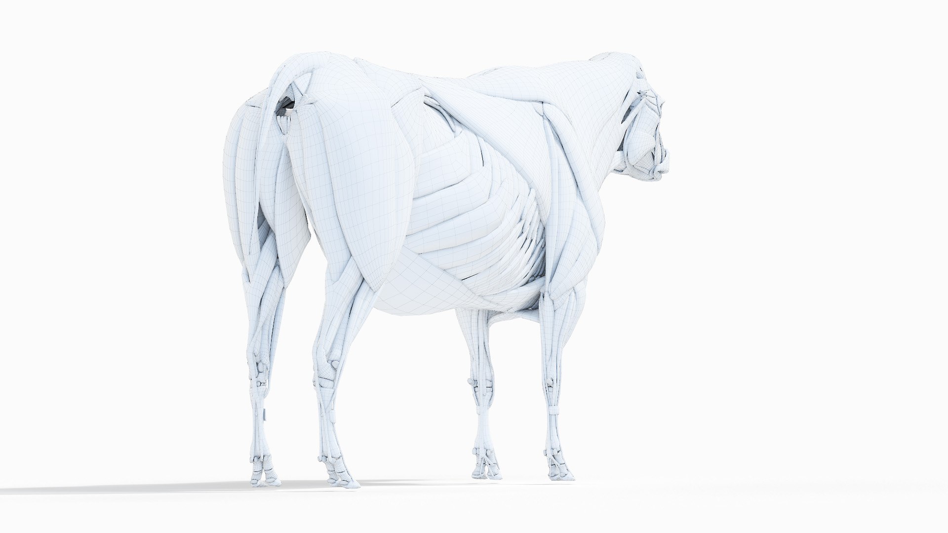 Cow Body Skeleton and Muscles Static model - TurboSquid 1893510