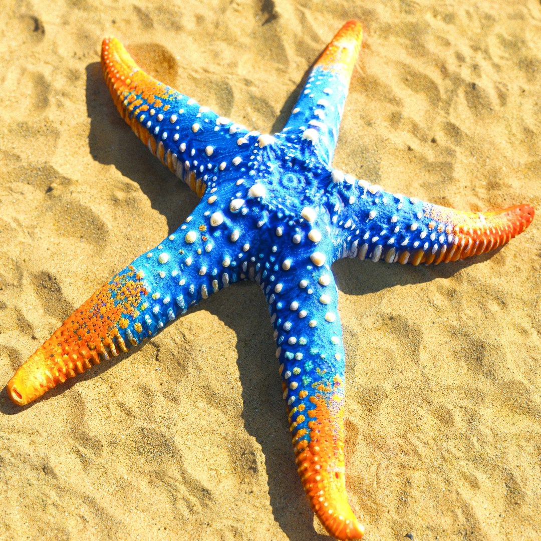 Starfish Pack Model - TurboSquid 2181039