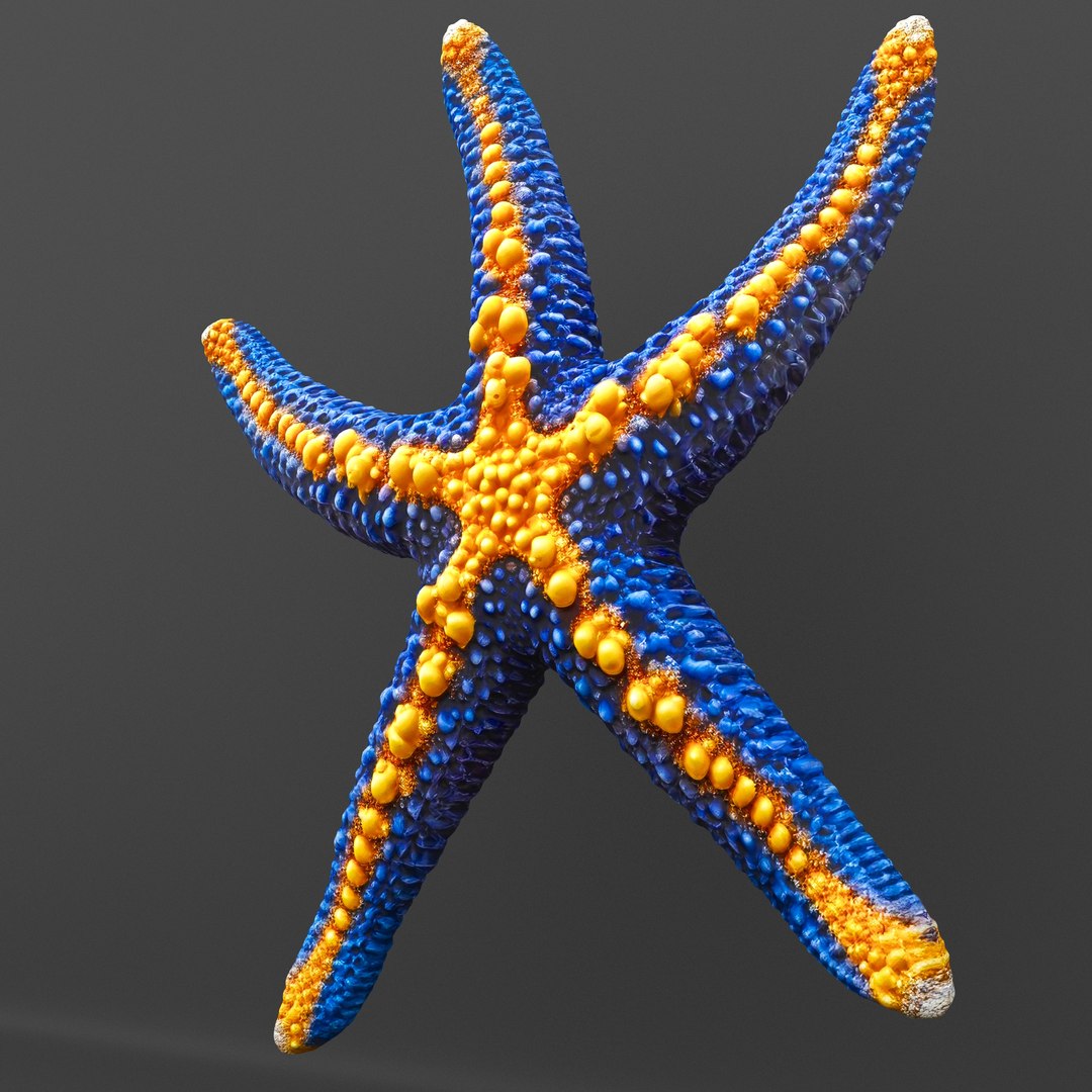 Starfish Pack Model - TurboSquid 2181039