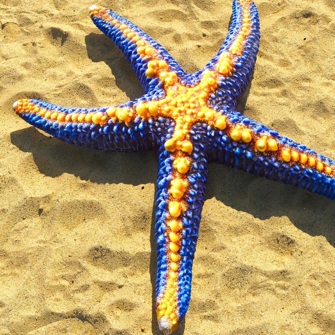 Starfish Pack Model - TurboSquid 2181039