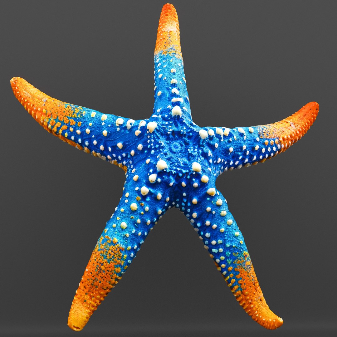 Starfish Pack Model - TurboSquid 2181039