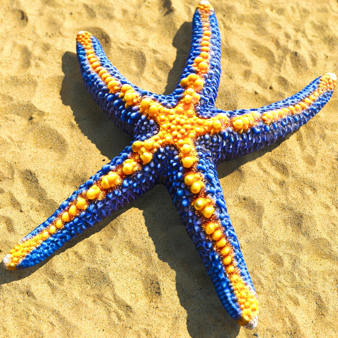 Starfish Pack Model - TurboSquid 2181039