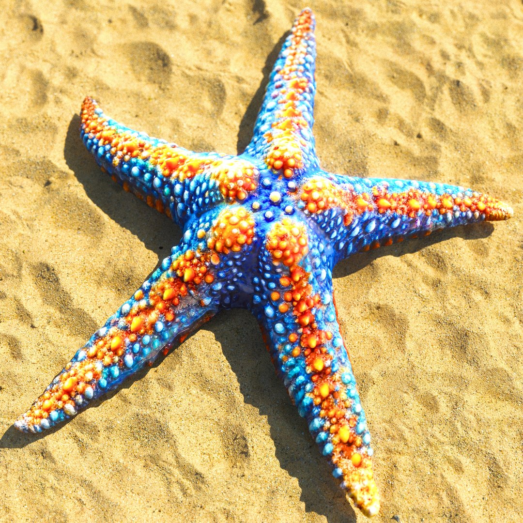 Starfish Pack Model - TurboSquid 2181039