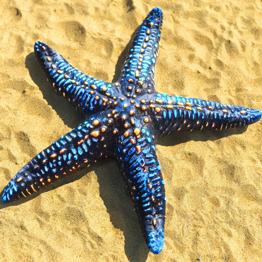 Starfish Pack Model - TurboSquid 2181039