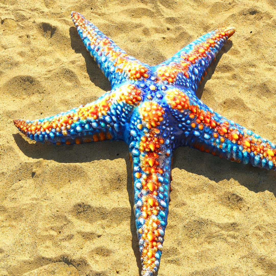 Starfish Pack Model - TurboSquid 2181039