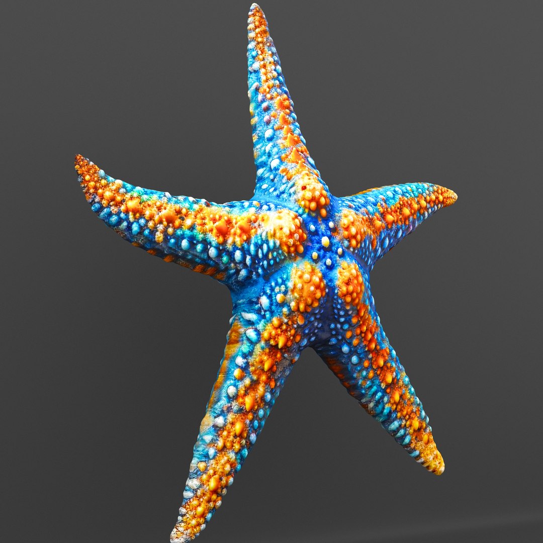 Starfish Pack Model - TurboSquid 2181039