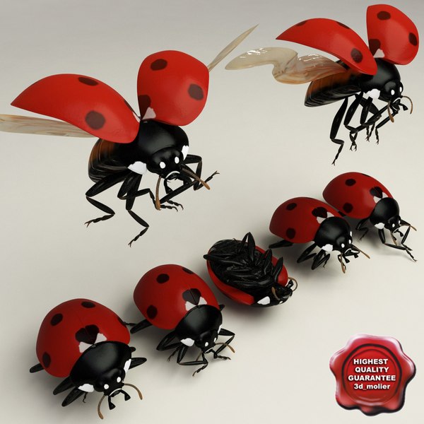 Collection Ladybug 3D Models for Download | TurboSquid