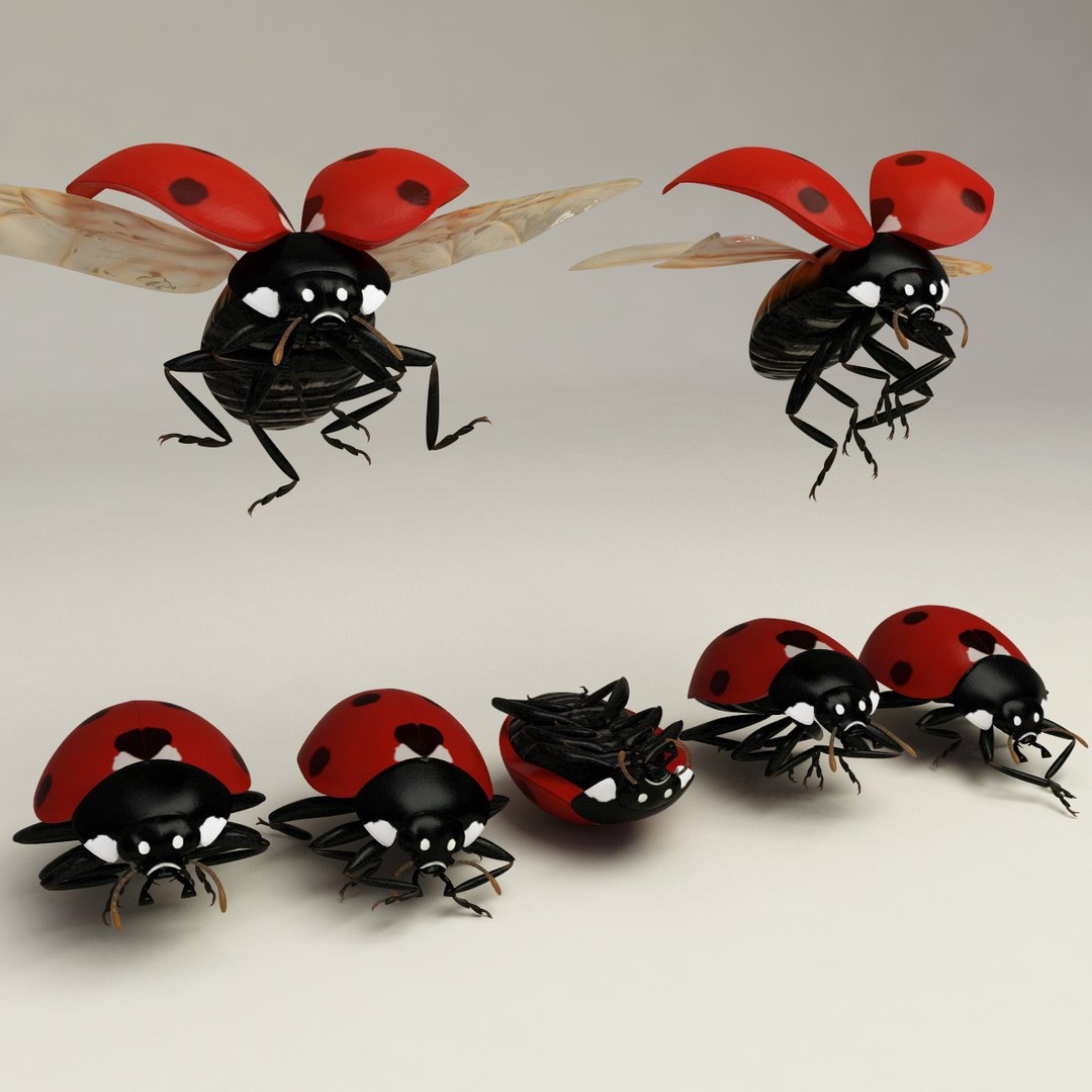 Ladybug Poses 3d Max