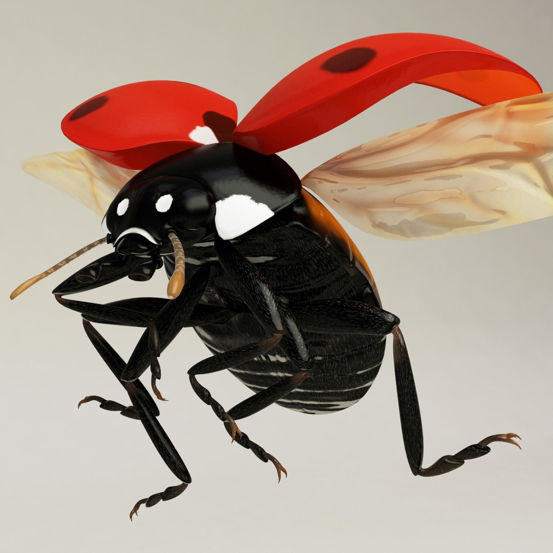 Ladybug Poses 3d Max