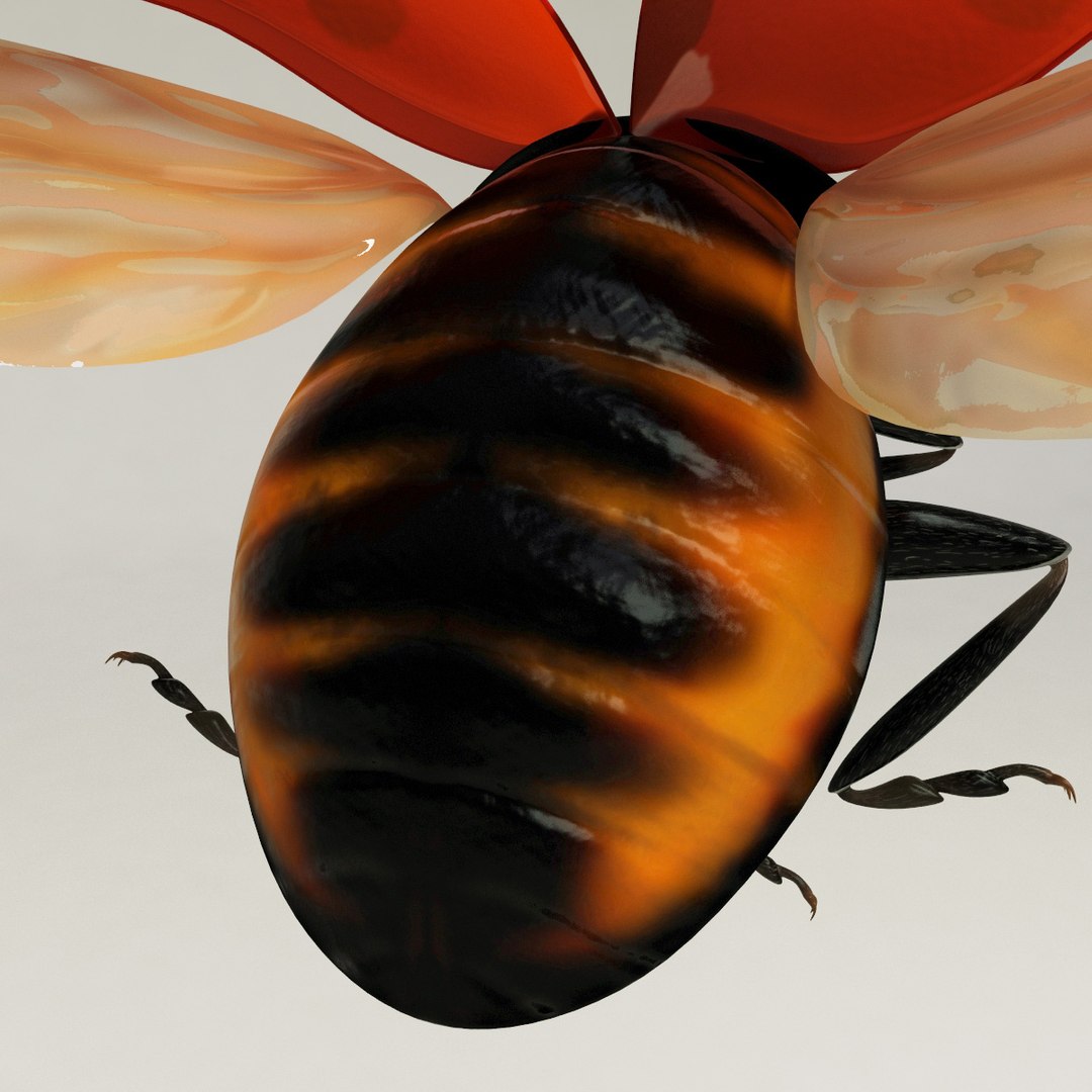 Ladybug Poses 3d Max