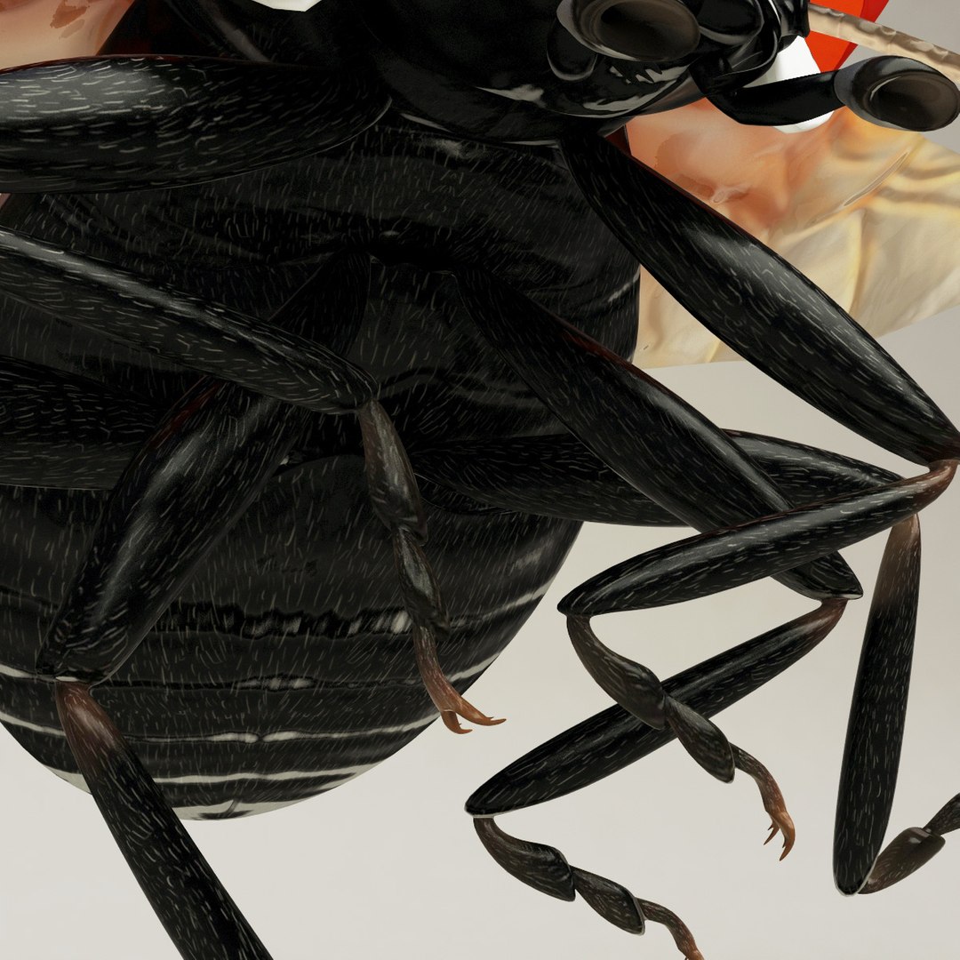 ladybug poses 3d max