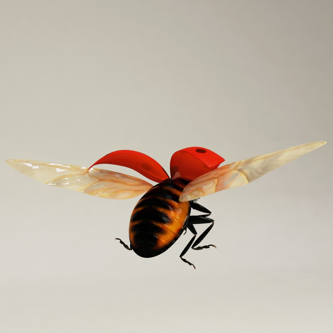 Ladybug Poses 3d Max