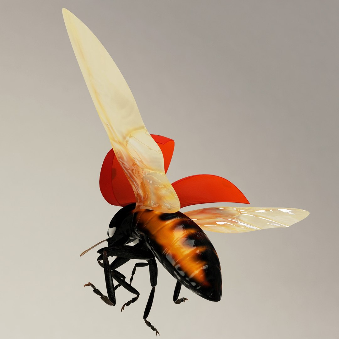 Ladybug Poses 3d Max
