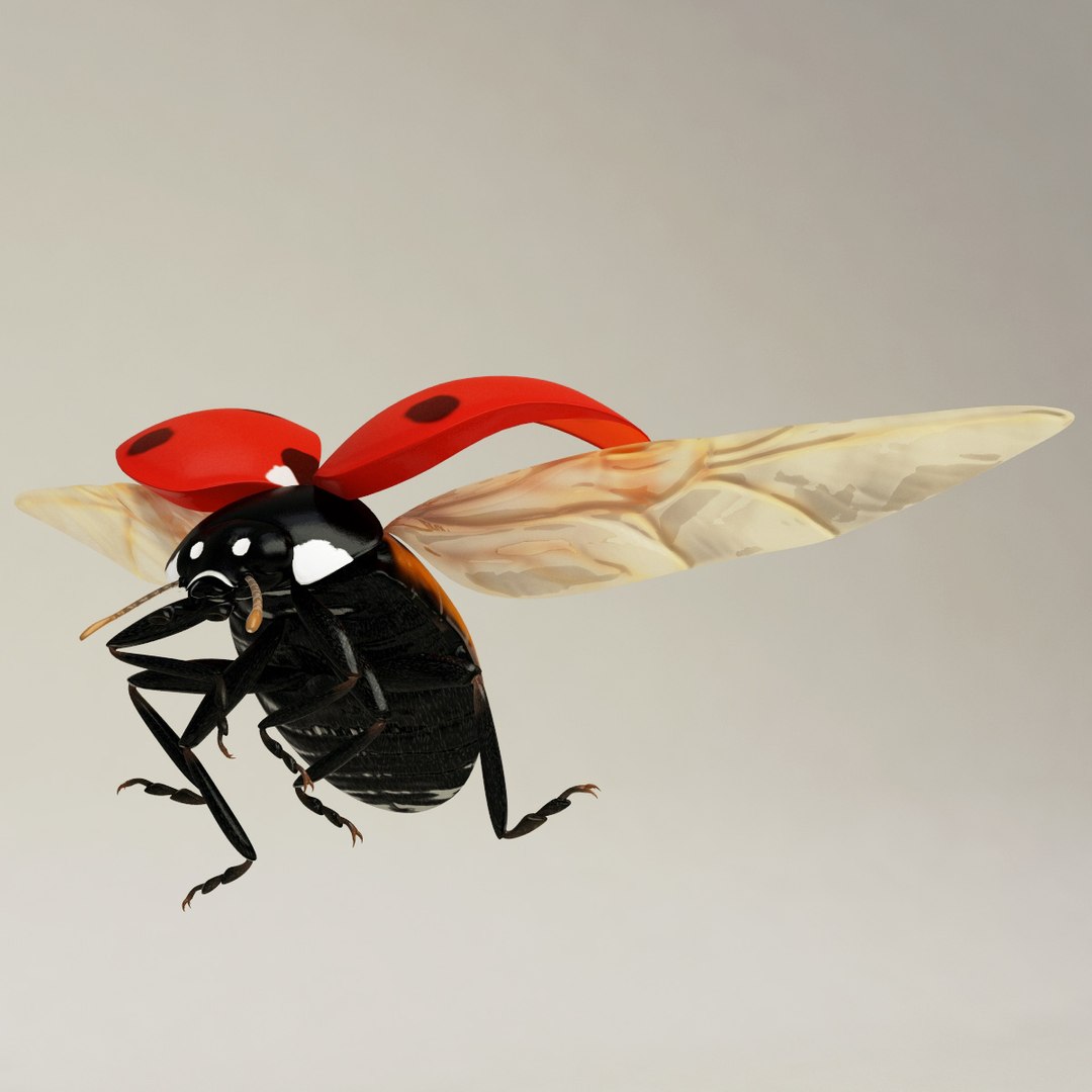 Ladybug Poses 3d Max