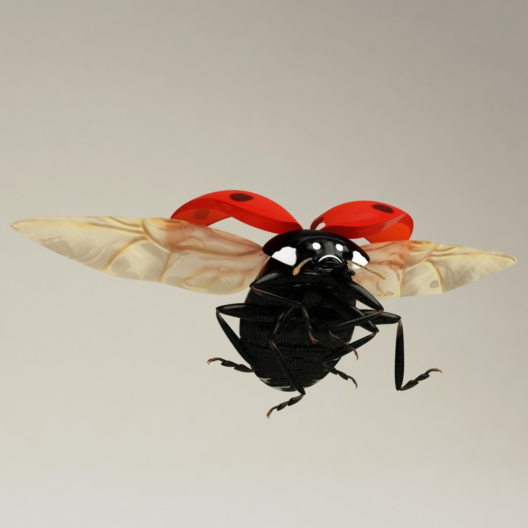 Ladybug Poses 3d Max
