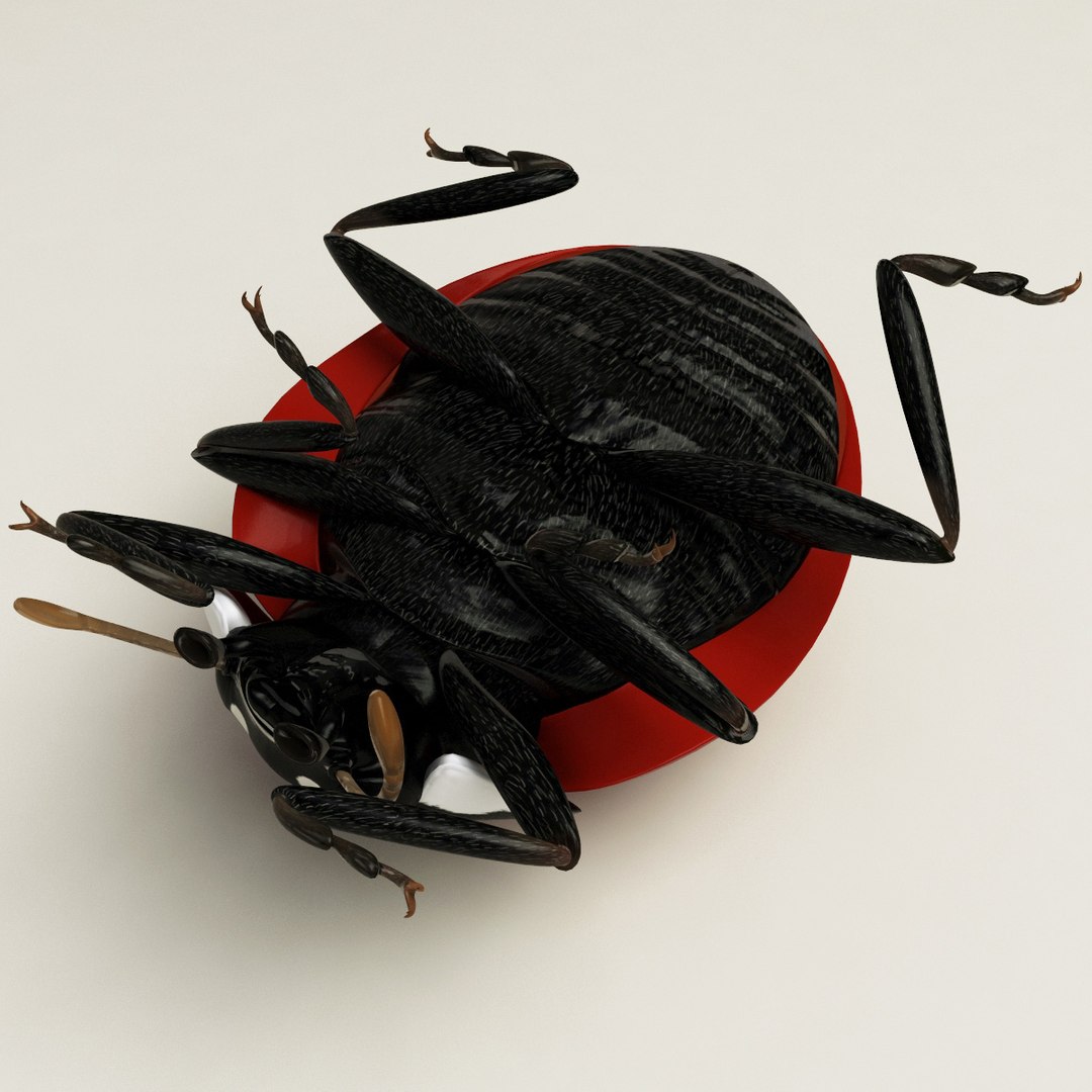 ladybug poses 3d max