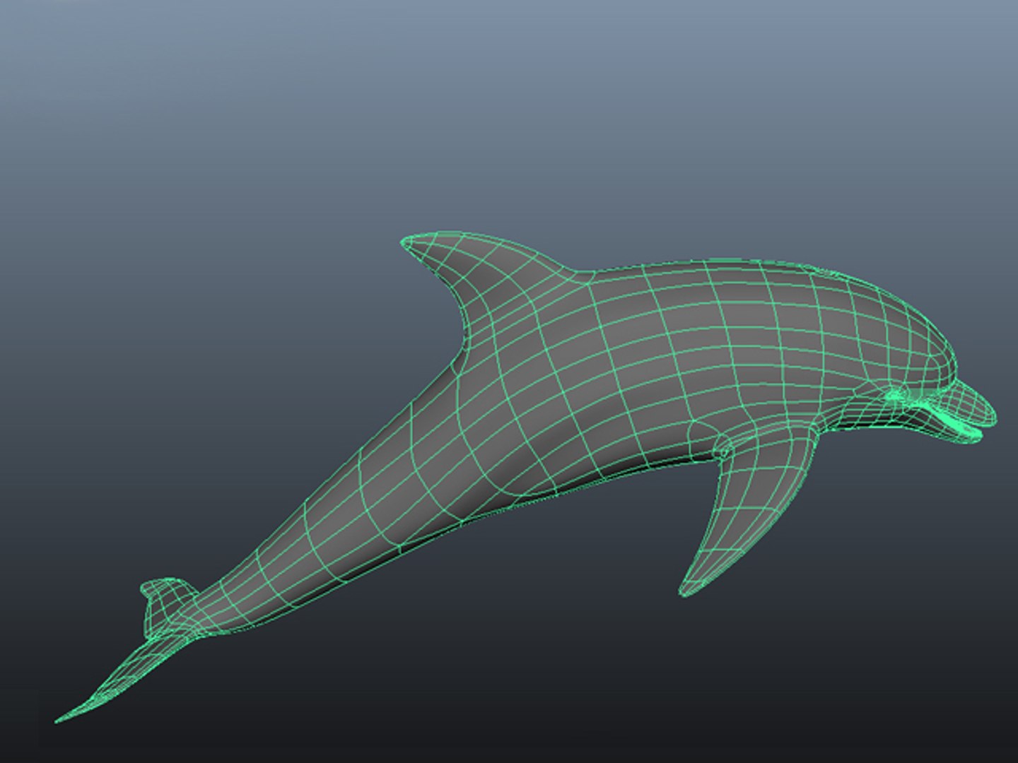 3d Dolphin Model