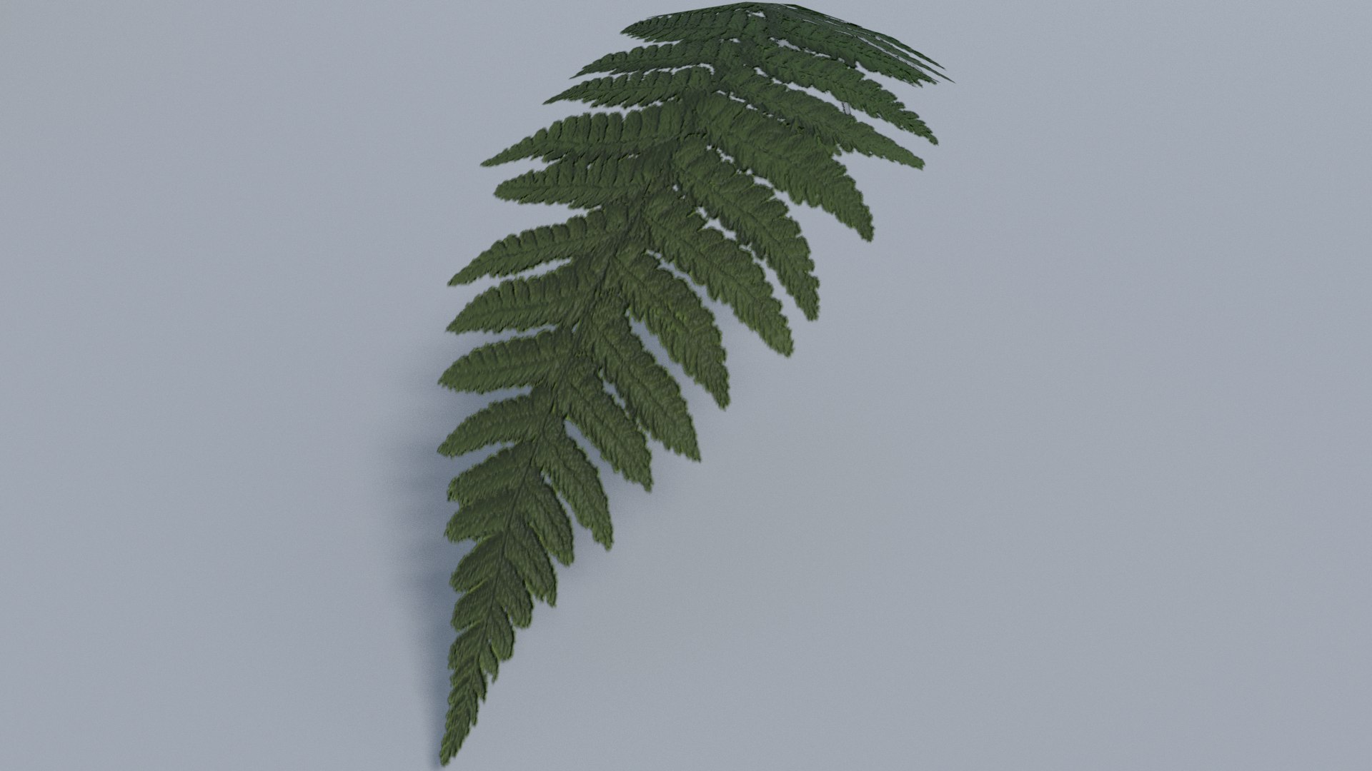 realistic fern plant - 3d obj