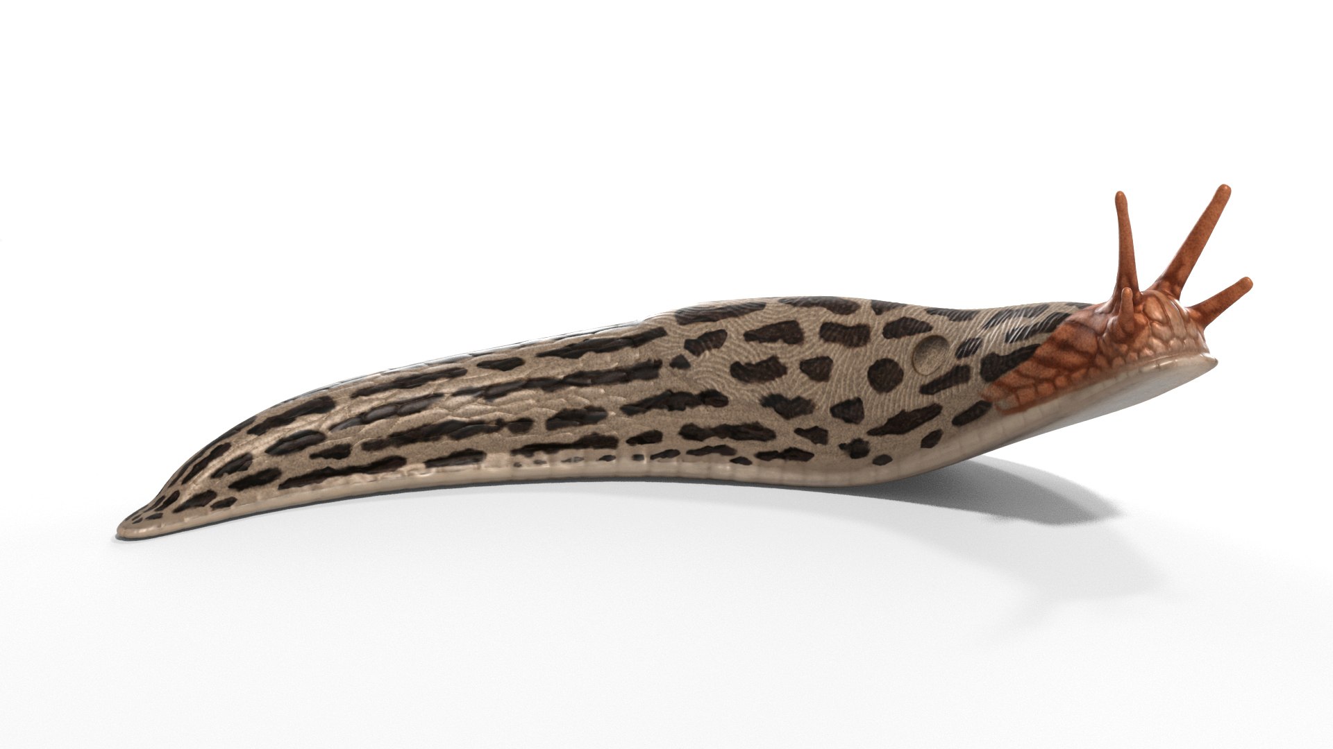 Spotted Slug 3D Model - TurboSquid 2044528