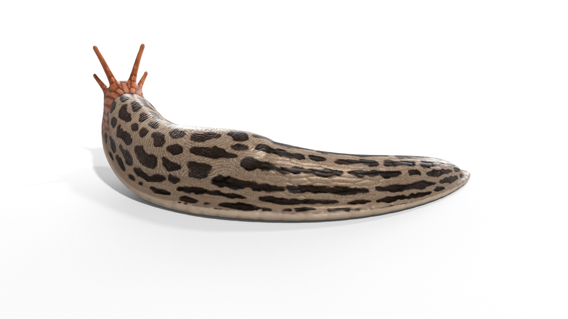 Spotted Slug 3D Model - TurboSquid 2044528